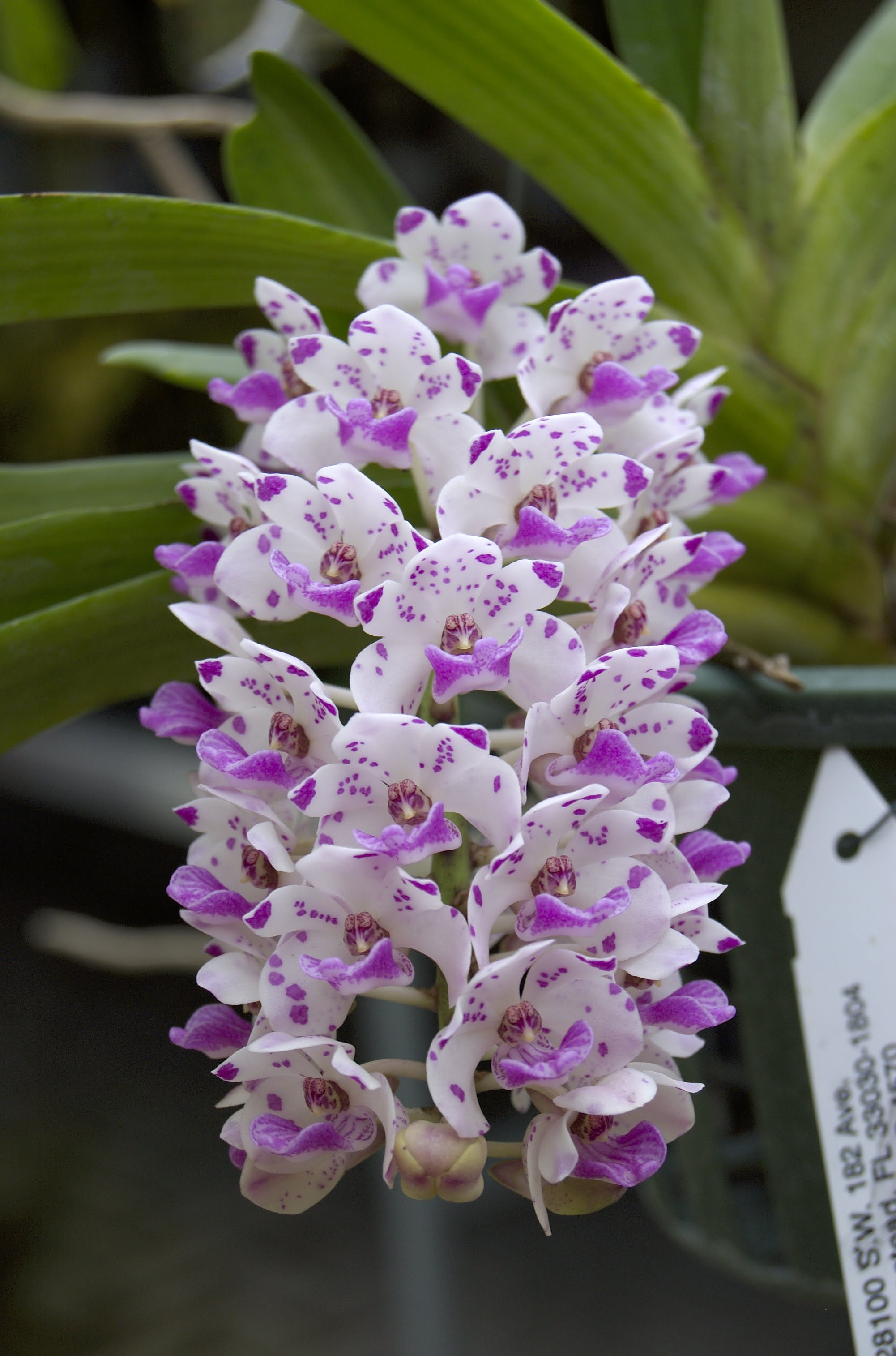 RF Orchids second trip 19 – Betty is Turning 90